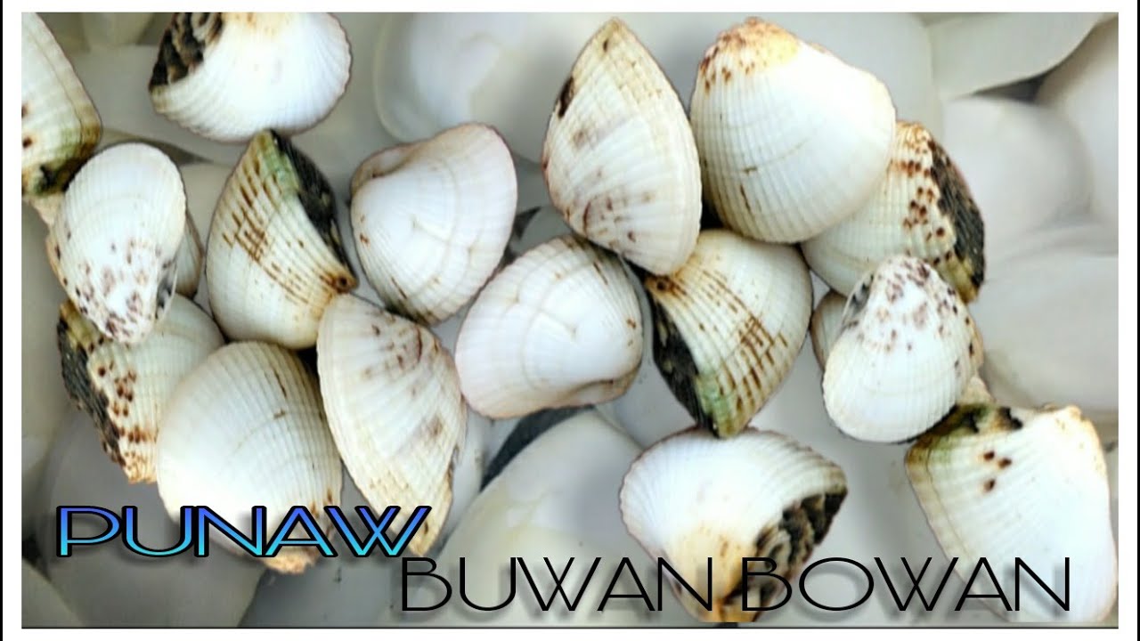 Pangunguha ng iba't iBang klaseng Sea Shell 🐚🐚..#47 - YouTube