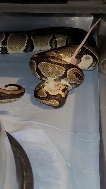 Ball Python Kills Mouse / Warning Live Feeding - YouTube