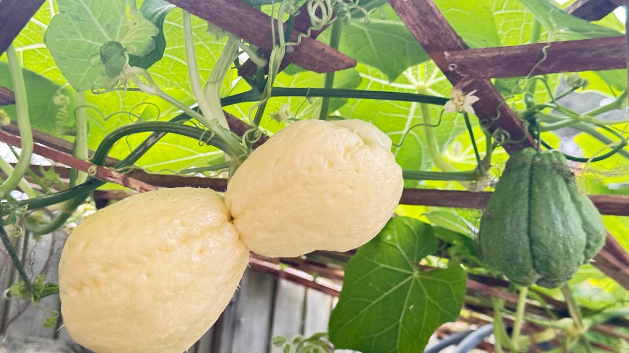 TWIN WHITE CHAYOTE SQUASH | White Chayotes that grow like Siamese twins ...