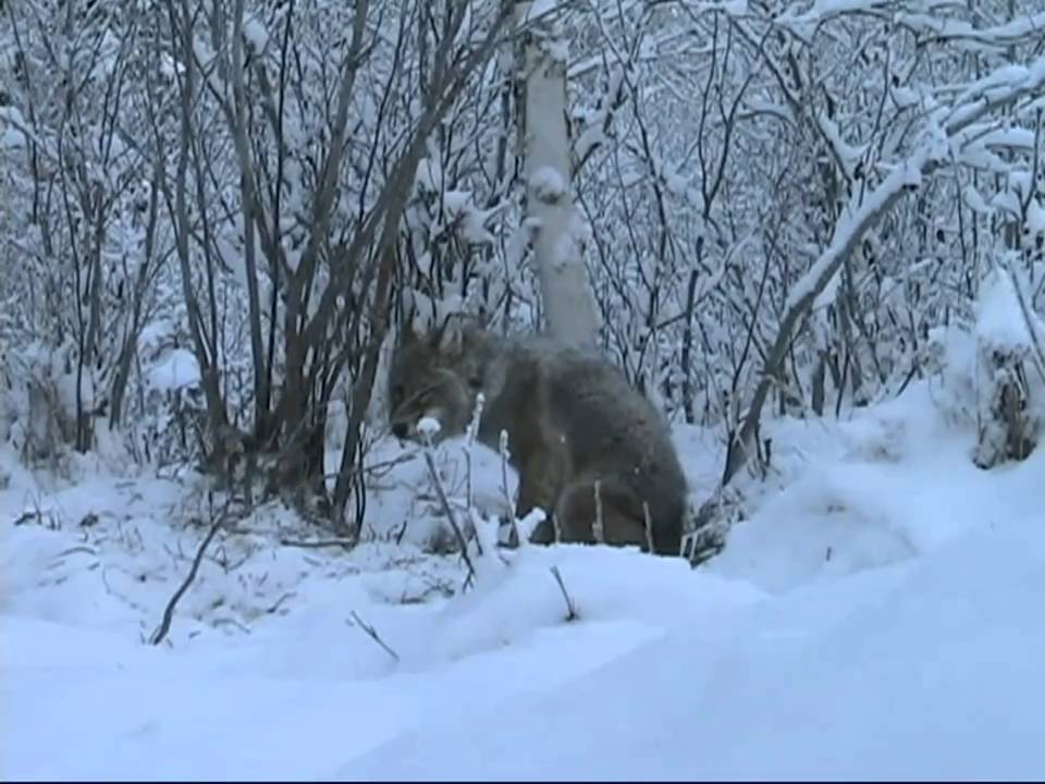 coyote snaring - YouTube