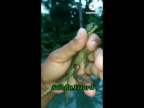 Sail-fin Lizard