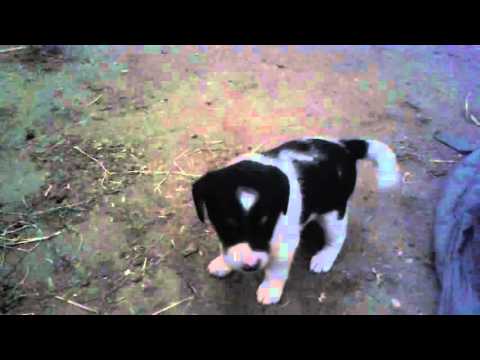 Boerenfox pups🐶 - YouTube