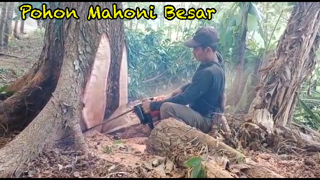 Tebang Pohon Sampai Ke Akar Akarnya - YouTube