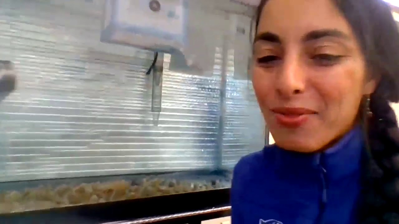 Trout Tuesday - Trout in the Classroom Virtual Tank Trailside museum ...