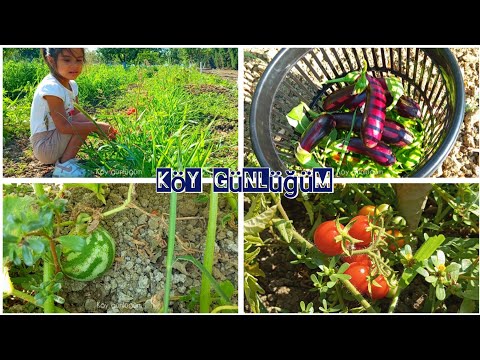 KÖY DE TARLA İŞLERİ yaz bereketi #köygünlüğüm #köydeyaşam #köyhayatısevenler