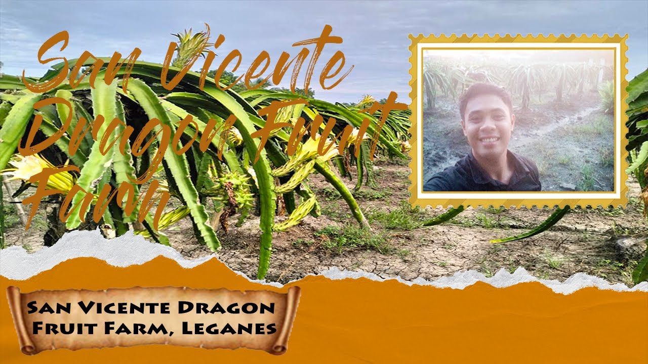 San Vicente Dragon Fruit Farm, Leganes - YouTube