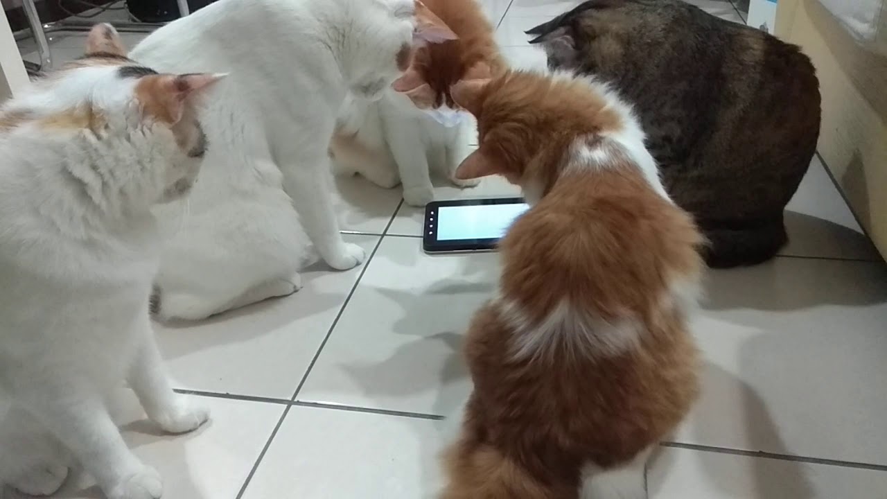 Cat's MCO online class - YouTube