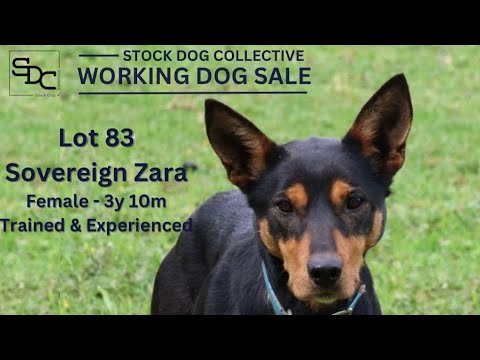 Ryan Lenehan - Zara - YouTube