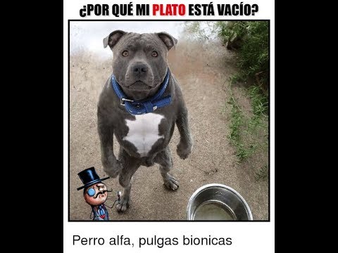 Firulais The Dog And His Friends - YouTube