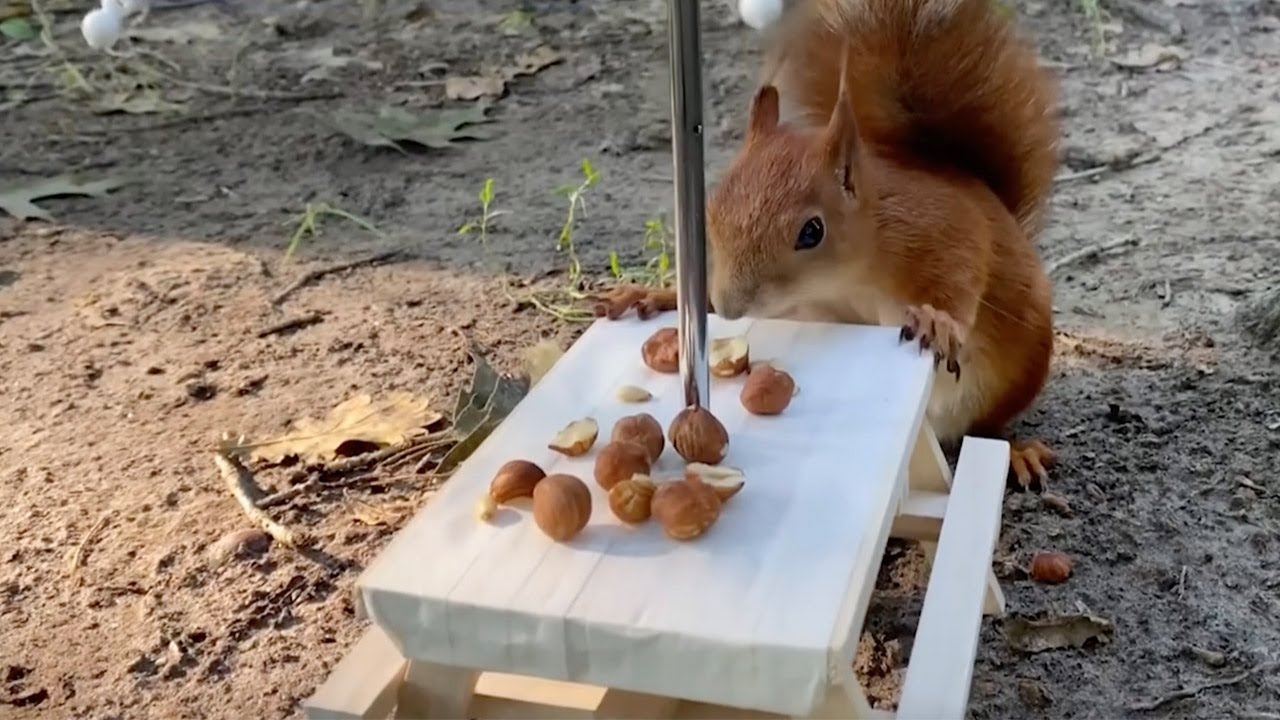Squirrel Enjoys Snacks In The Park - YouTube