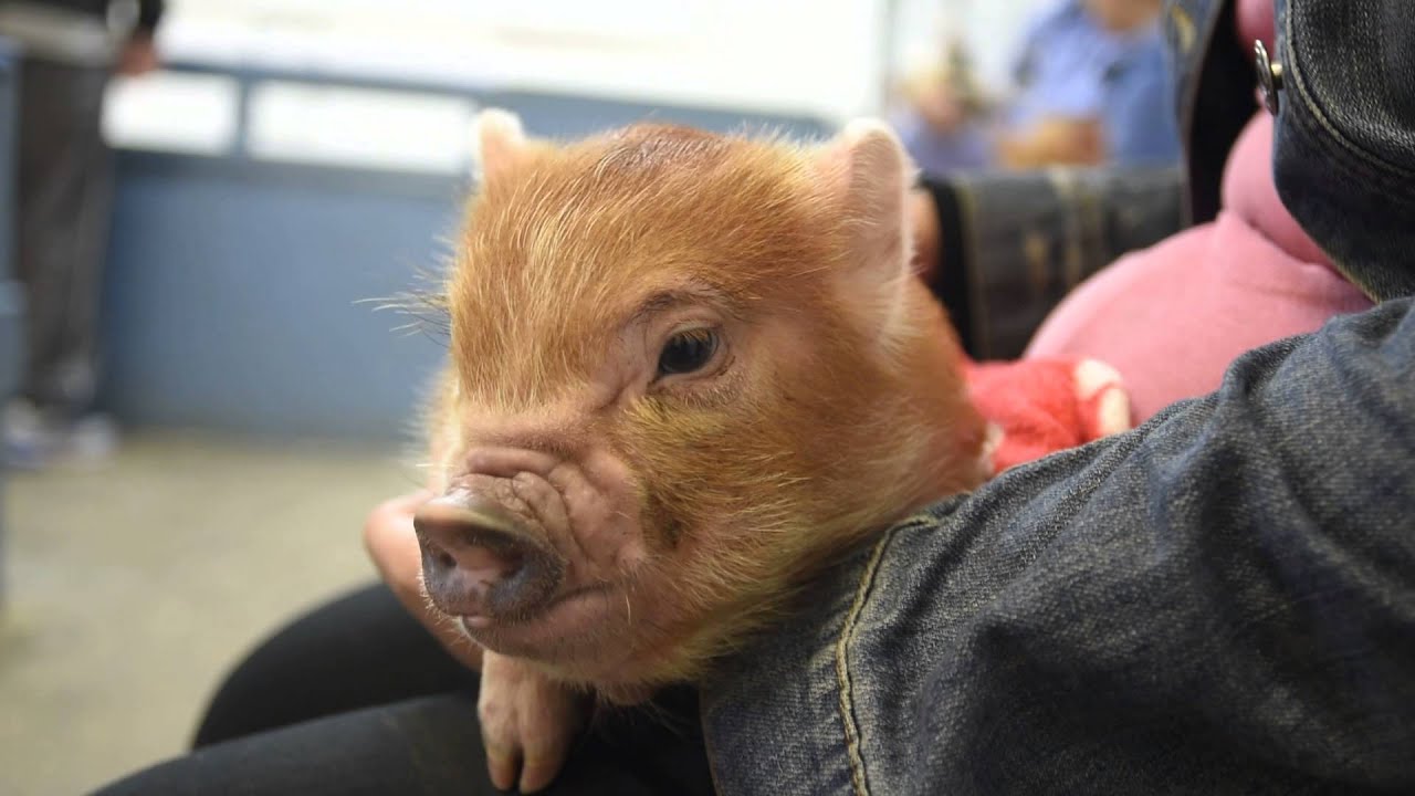 teacup minature pig yawning and being cuddled at pennywell farm - YouTube