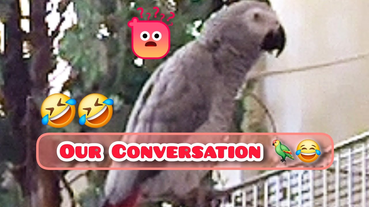 Funny Conversation with a Parrot 🦜 (Kasko / African Grey) | Part 1 ...