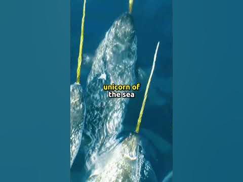 The Enigmatic Tusk: Narwhal's Mystical Quest in Arctic Waters #shorts #animals #facts - YouTube