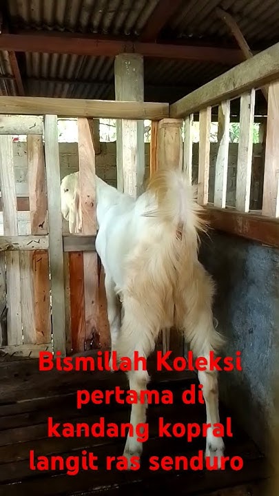 Kopral langit dari kandang kopral langit farm - YouTube