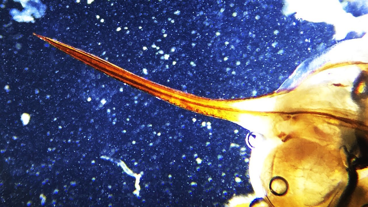 Yellowjacket Wasp Stinger under Microscope - YouTube