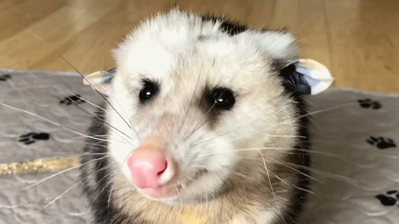 Woman takes in blind opossum who had no one else - YouTube