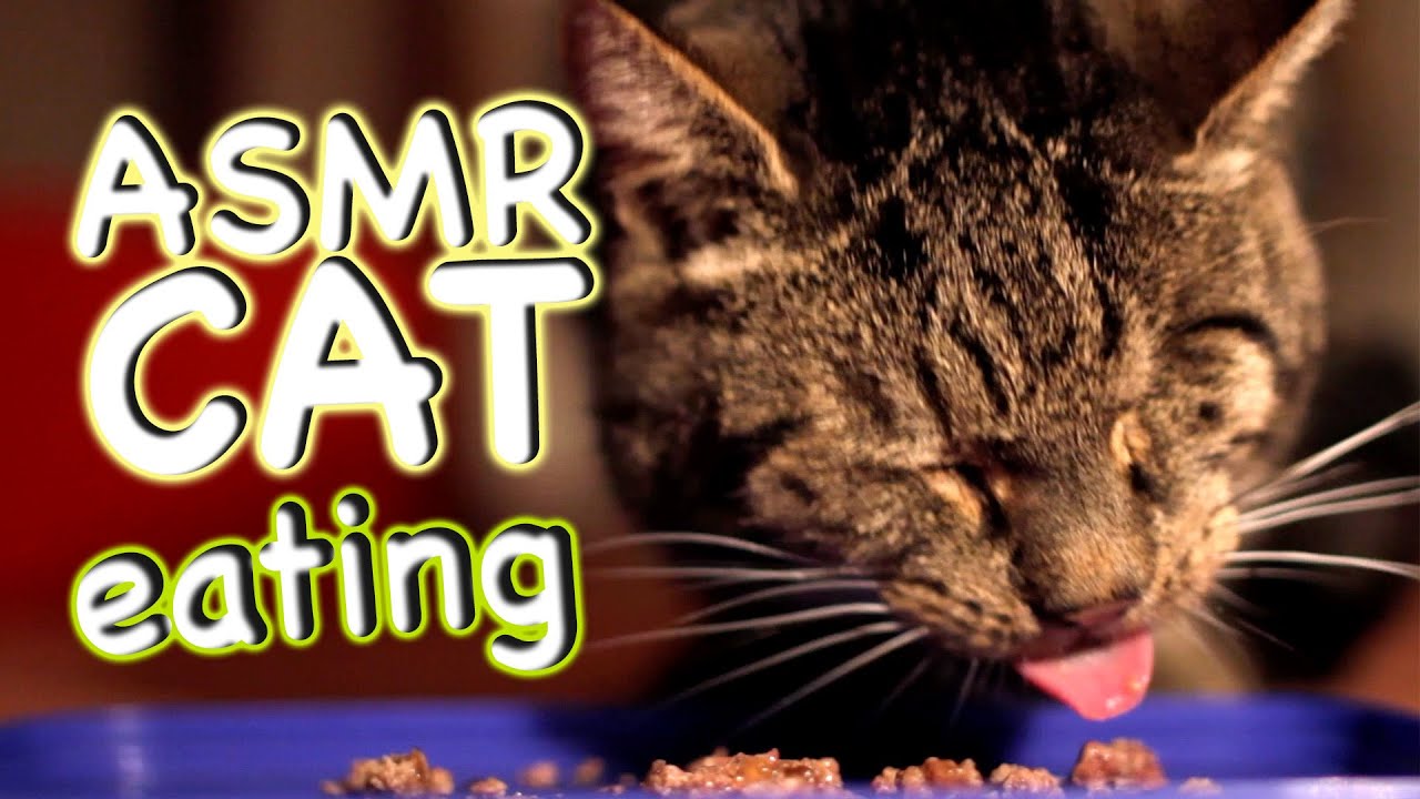 ASMR Cat - Eating #6 - YouTube