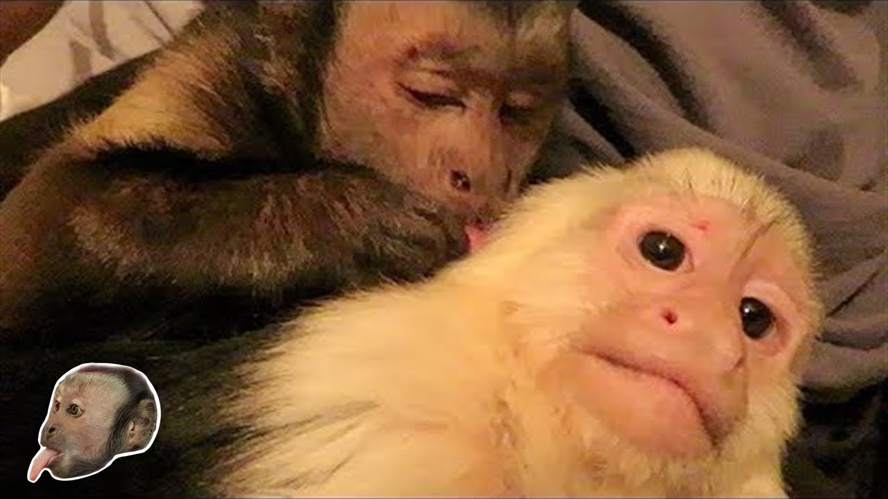 Monkeys Grooming & Talking! SUBTITLES - YouTube