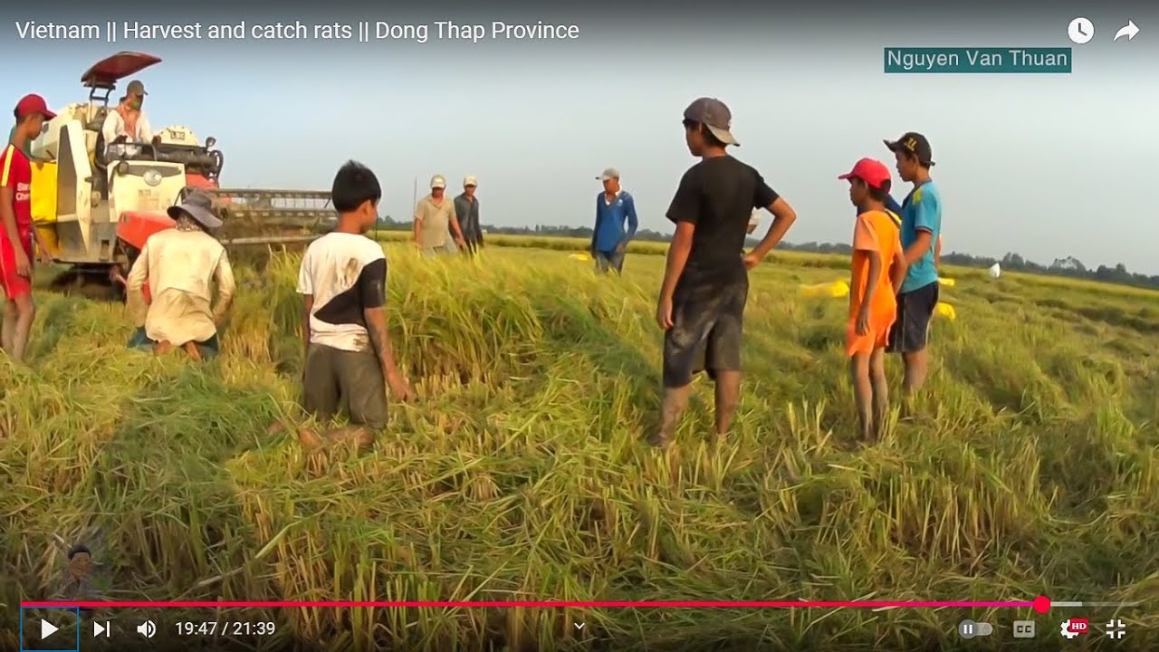 Vietnam || Harvest and catch rats || Dong Thap Province - YouTube