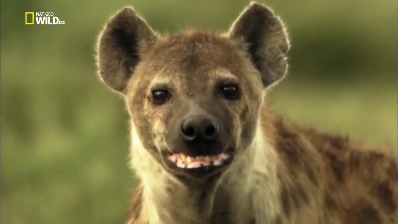 The Greatest Apex Predators on Earth - #natgeo #natueswildtv #wildlife ...