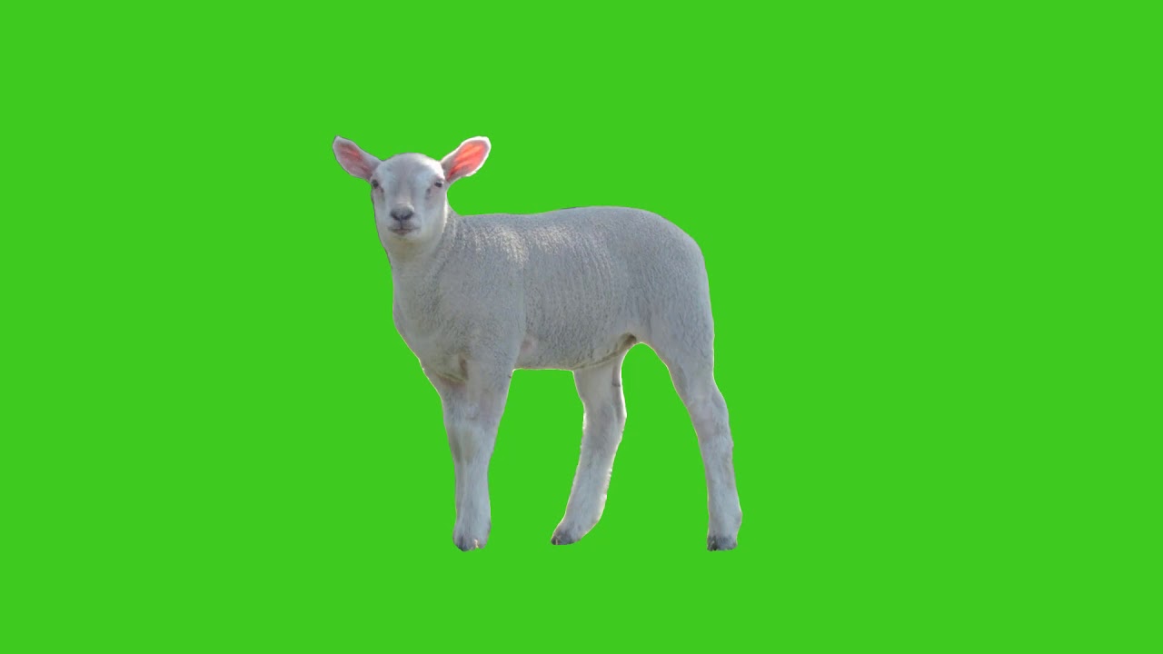 REAL SHEEP GREEN SCREEN PART 3 - CHROMA KEY - YouTube