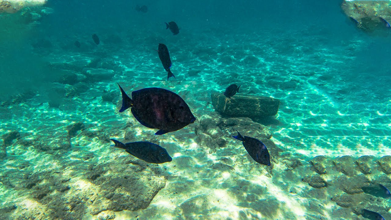 No vas a creer la cantidad de peces que hay en esta Playa - Buceando en ...