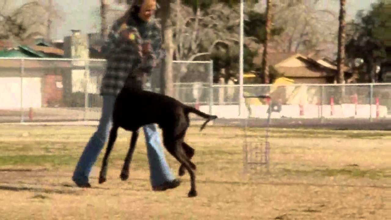 Mega and Jackpot at flyball practice - YouTube