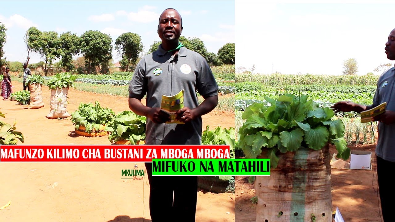KILIMO CHA BUSTANI YA MBOGA MBOGA NYUMBANI KWA KUTUMIA MAKOPO,MAGUNIA ...