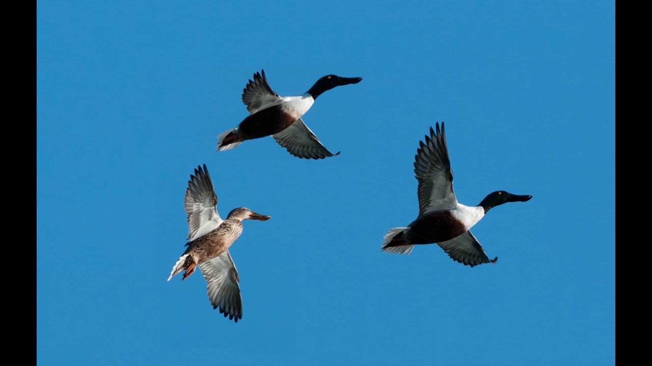 Duck Hunting - Chasse aux Canards / P12 BlackCrow - YouTube