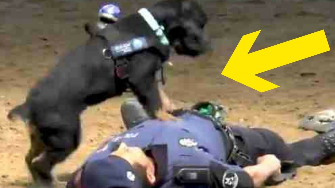 Incredible Moment Police Dog Performs CPR On A Fallen Officer - YouTube
