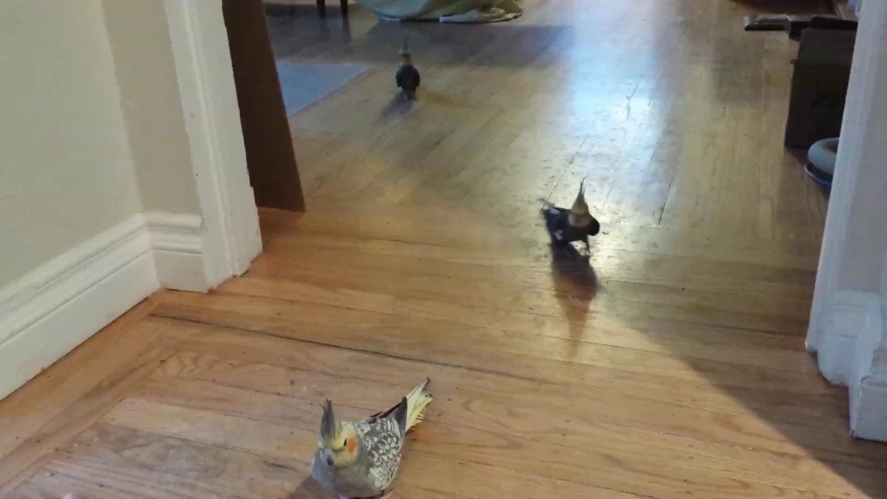 Edie, Oscar Wilde and Ringo - the cockatiel trio - YouTube