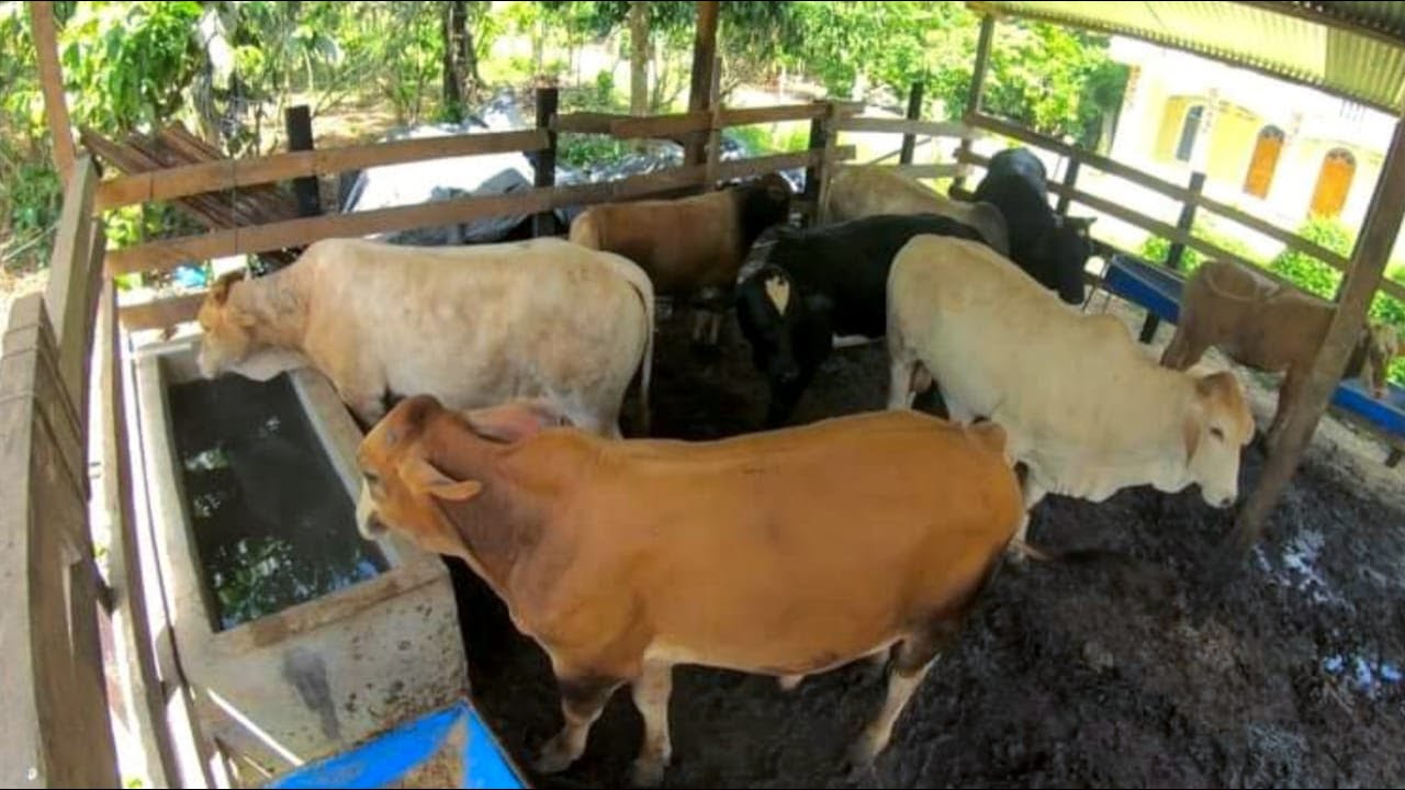 GANADO DE ENGORDE ESTABULADO! Preguntas y Respuestas - YouTube