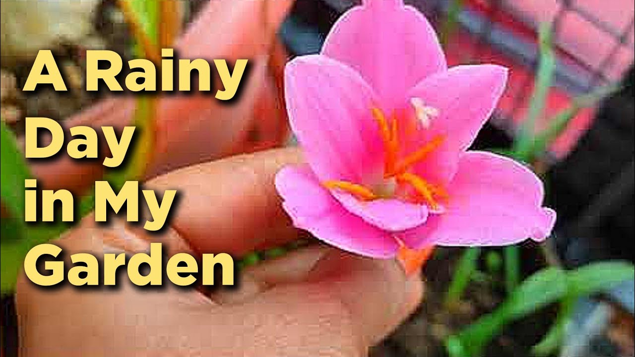 A Rainy Day in My Garden/ Garden Overview in Monsoon / Garden Tour in ...