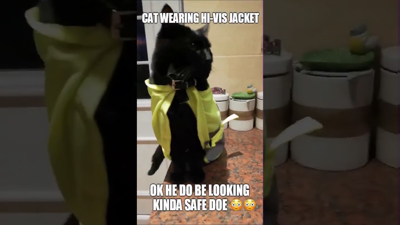 CAT WEARING HI-VIS JACKET - YouTube