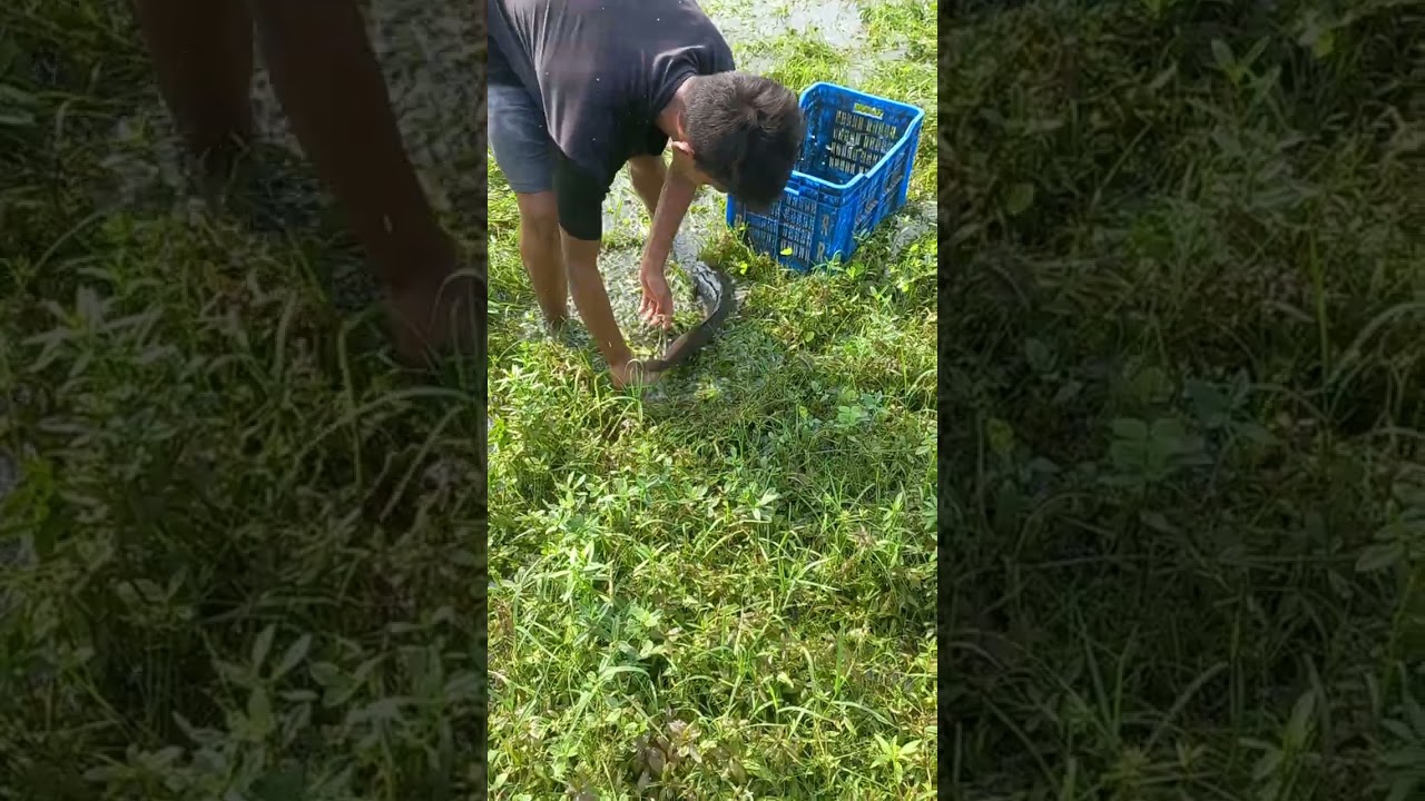 Amazing Hand Fishing Video. Big Fish Video. Best Fishing #shorts # ...