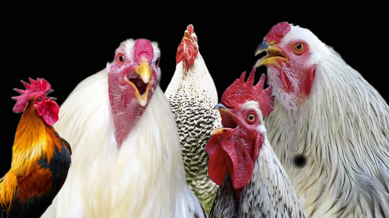 Biggest ROOSTER CROWING compilation more than 100 heritage Rooster ...