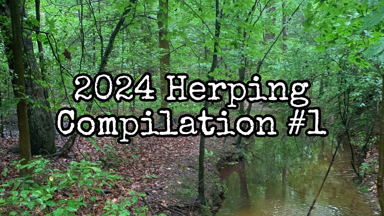 Herping Compilation #2024 #1 - YouTube