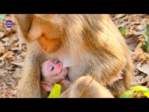 Poor Monkey Sarika sits so sad hungry food she tried to take care baby but she needs food to eat