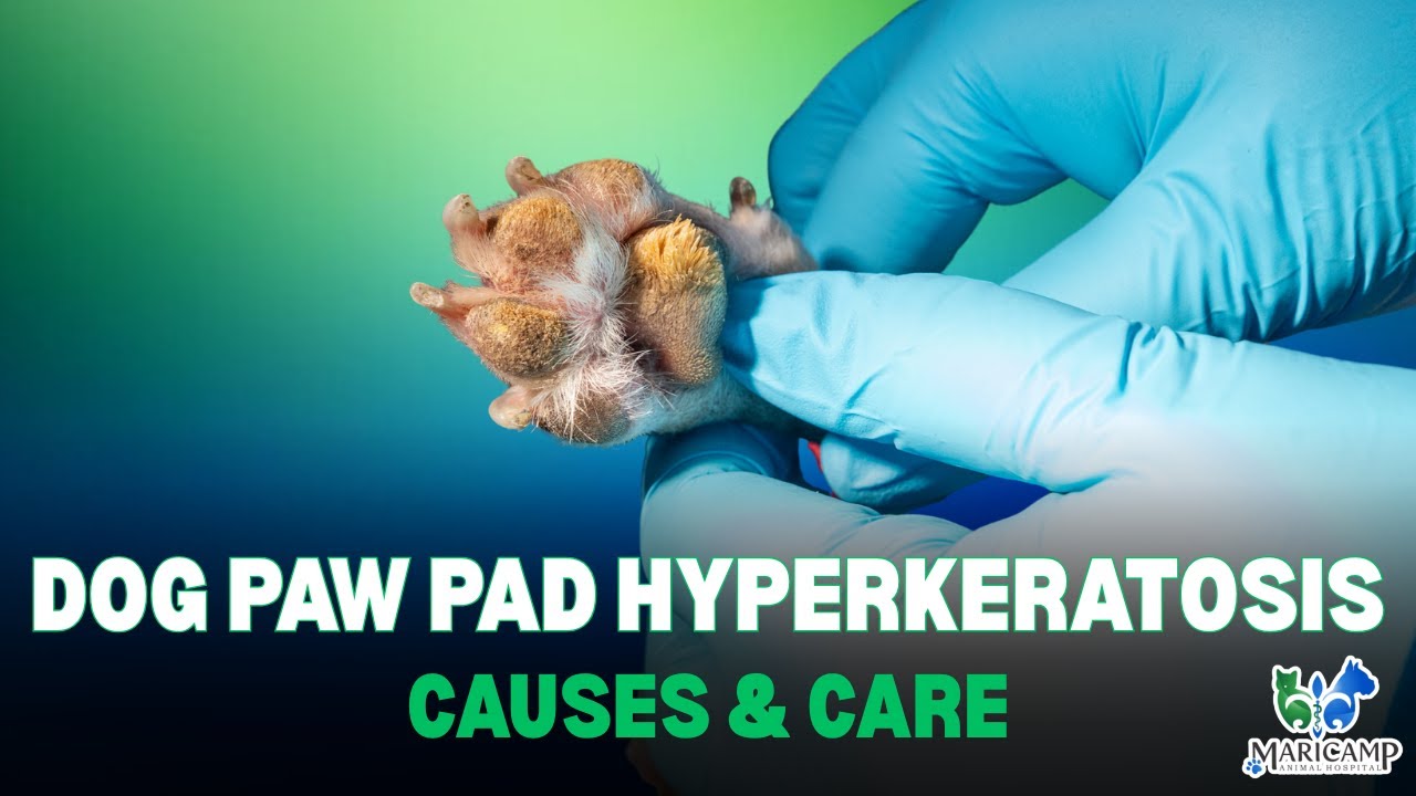 Dog Paw Pad Hyperkeratosis | Causes, Risks, and Care Tips - YouTube