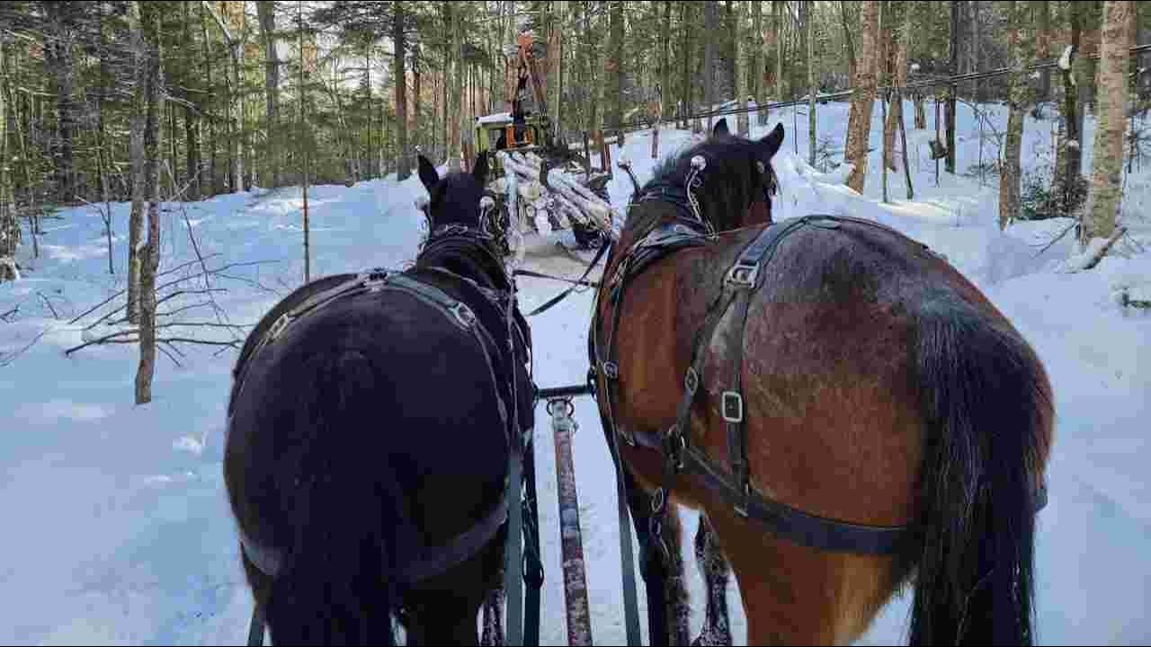 Logging: Draft Horses Vs Heavy Equipment (Percheron Cross versus ...