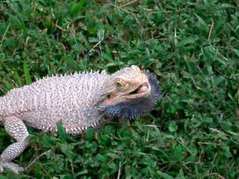 my pet lizard - YouTube