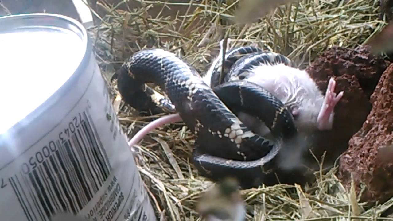 King Snake kills rat (by constriction) - YouTube