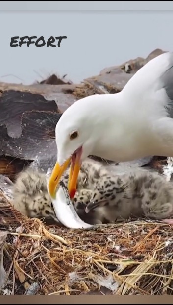 efforts on earth #efforts #cute #animals #shortvideo - YouTube