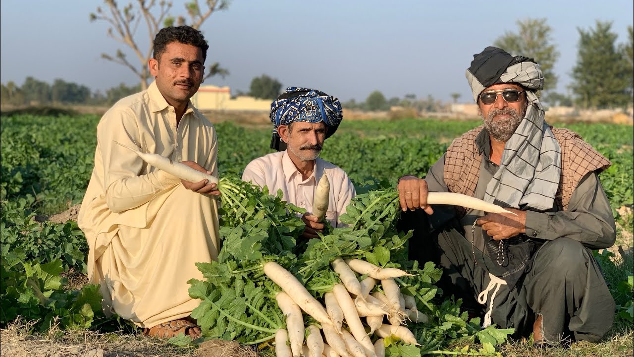 Pathan baba visit to the vegetable fields village life much more ...