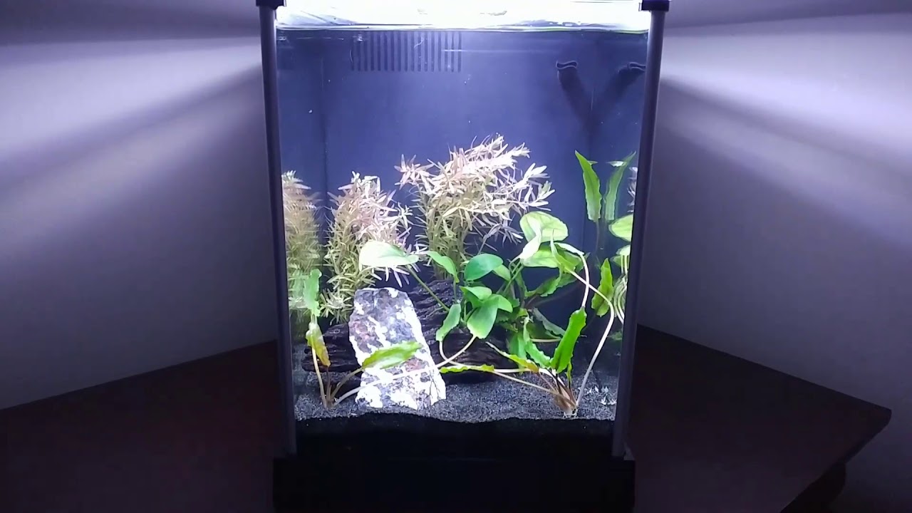 FLUVAL SPEC AQUASCAPE - YouTube