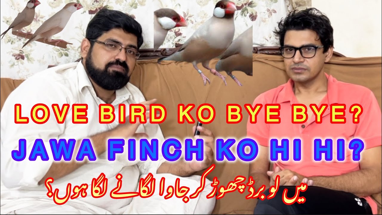 Fown Java Vs Albino Red Eye - YouTube