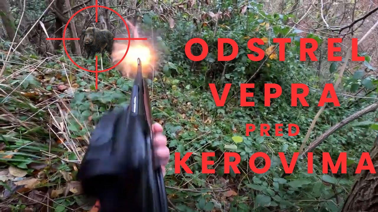 Lov na divlje svinje 3.12.2023 odstrel vepra - YouTube