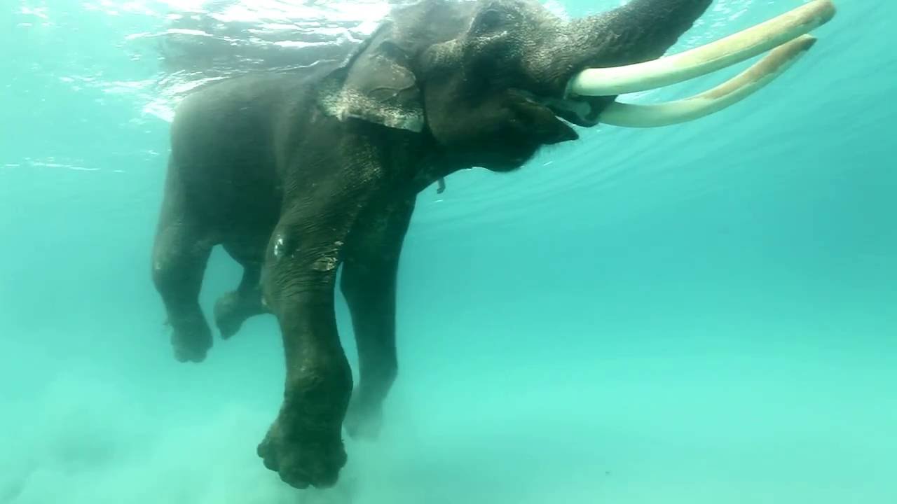 Elephant Swimming Photography