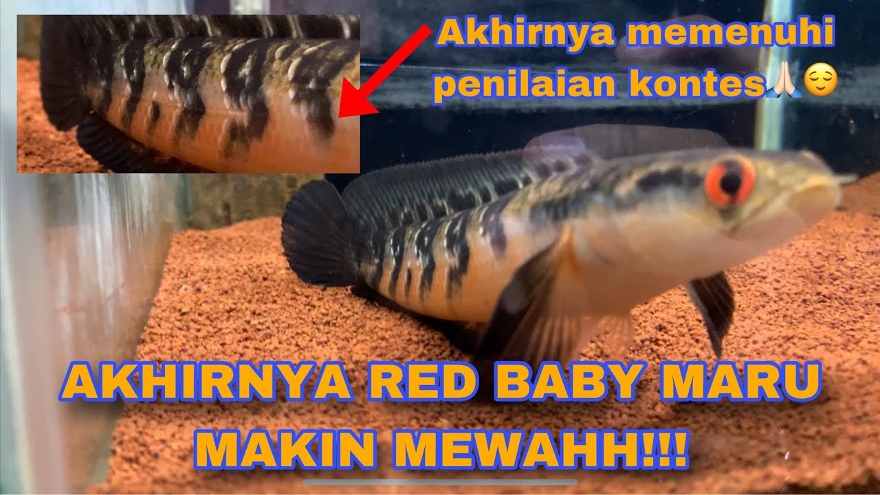 AKHIRNYA BABY RED MARU MASUK SPESIFIKASI KONTES‼️ HALL KECIL MEMBAWA ...