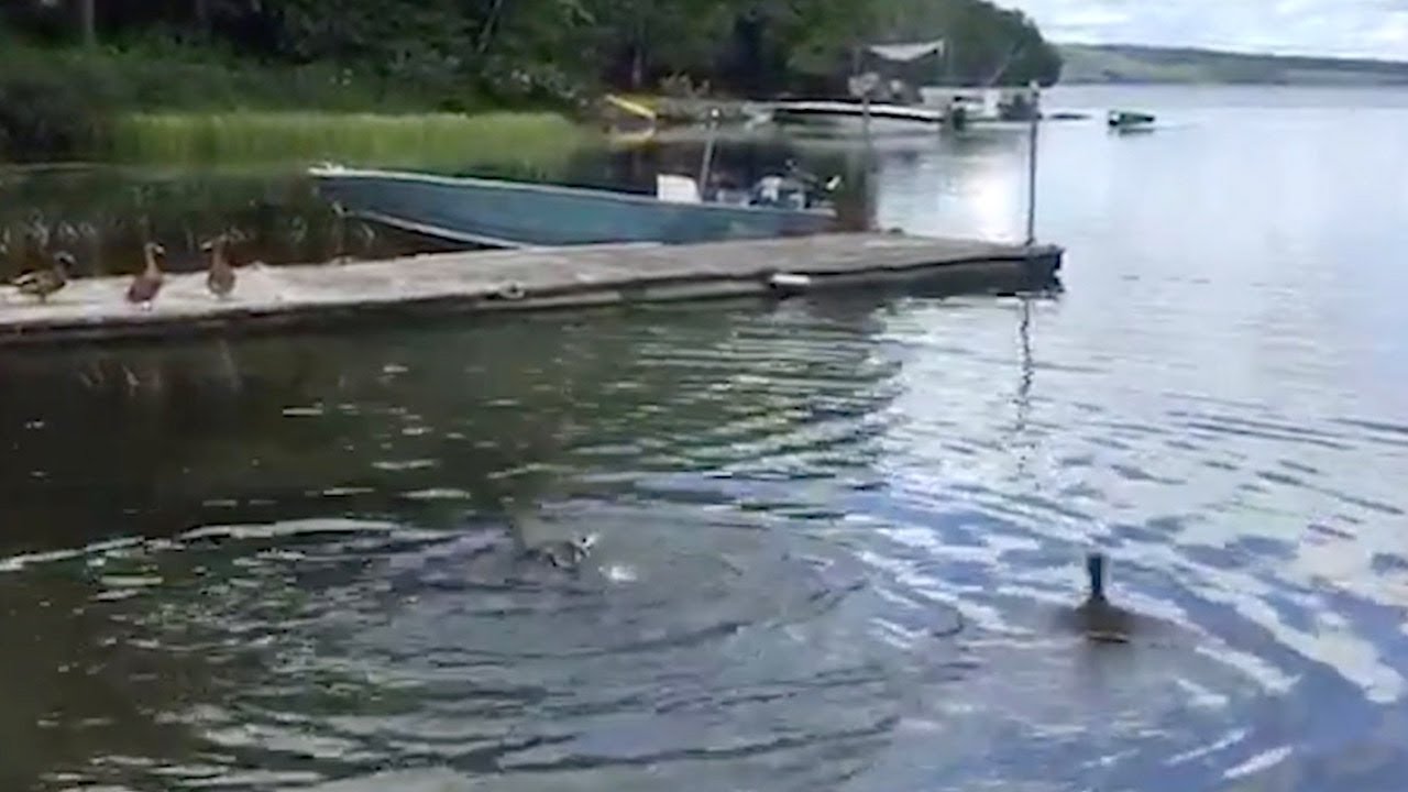 Snapping Turtle Catches Duck In Lake - YouTube